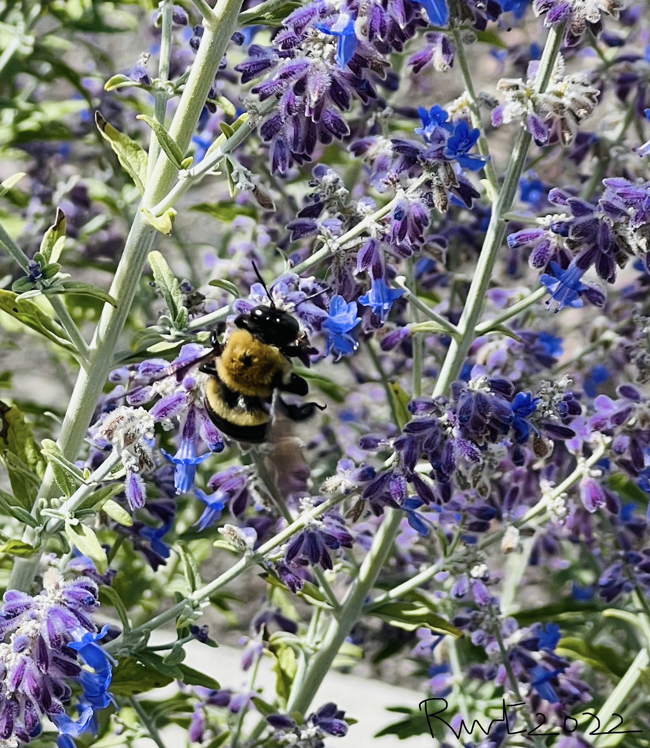Best Friends: bubble bee and lavender – RidewithTia